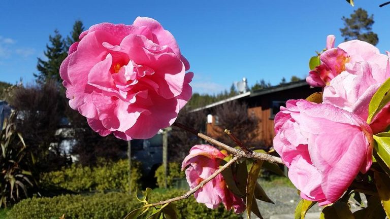 About Nelson Naturist Park